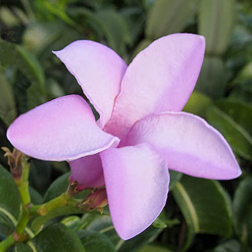 Cryptostegia grandiflora - How to grow & care