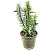 Amazon.com : Devil's Backbone - 3 Live Starter Plants in 2 Inch Pots ...