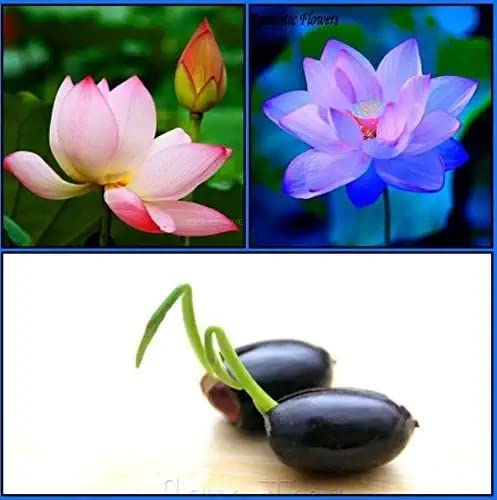 Lotus Mix Flower Seeds (Pack Of 20 Seeds) - All Mix Colors… Growing ...