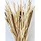 Amazon.com: 22 inch Dried Wild Sun Dried Palm Wispy Natural Leaf Frond ...