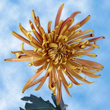 Amazon.com : GlobalRose 200 Fresh Cut Bronze Fuji Spider Mums - Fresh ...