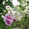 Amazon.com : Corkscrew Vine Seeds Snail Vine Fast-Growing Perennial ...