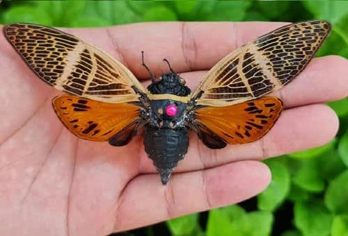 Amazon.com: Real Cicada Beetles Specimen Taxidermy Insect Bugs Mounted ...