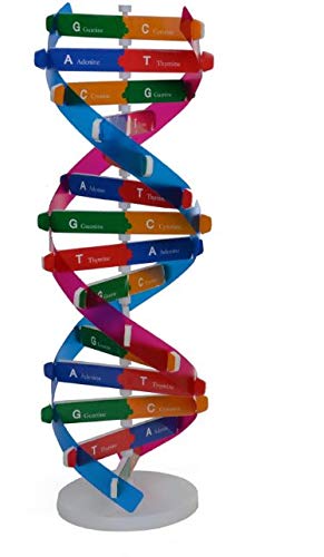 DNA Structure (space filling model) : Amazon.in: Industrial & Scientific