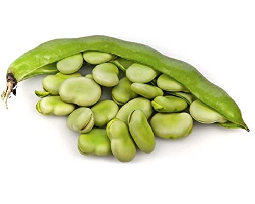 TrustBasket Premium Vegetable Fava Beans - Bakla Seeds (Op) | Sow and ...