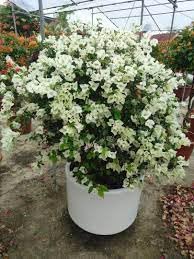 NANDINI GARDEN White Colour Bougainvillea Kagoj Ful Shrubs Flower Live ...