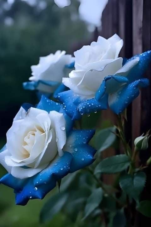 Blue rose plant live (Pack of 1) : Amazon.in: Garden & Outdoors