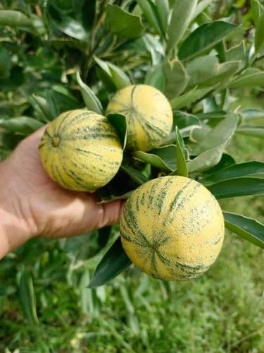 Sweet & Rare Big Size All Season Variegated Malta Mosambi Live Plant ...