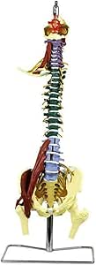 1:1 Human Spine Model Vertebral Column with Base Anatomy Lumbar Model ...