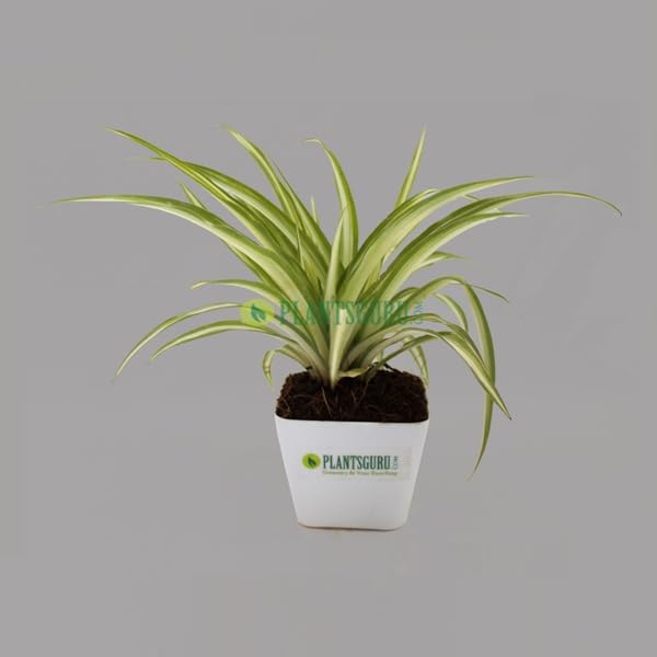 Mphmi Seedless Plant Indoor Plants Spider Plant in White square pot ...