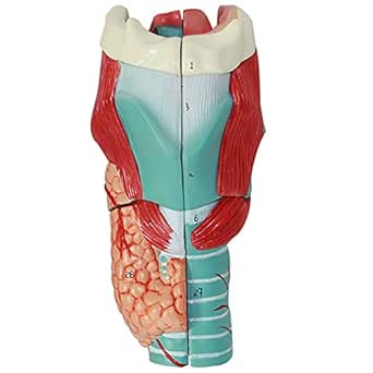 Anatomical Model, 10 3X Human 5 Parts Pharynx & Larynx Anatomy Model ...