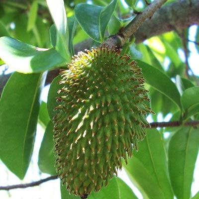 PlantsShip Cancer Fruit, lakshman phal (Grafted)-plant) : Amazon.in ...