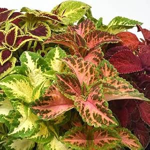 Amazon.com : Park Seed Wizard Mix Improved Coleus Seeds – Grow Your Own ...