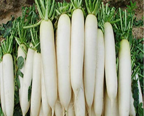 Creative Farmer Vegetable Seeds Mullangi Seeds - Radish Seeds High ...
