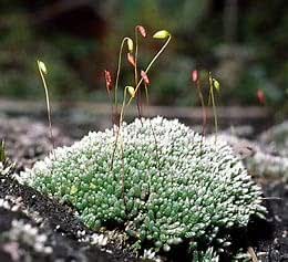 NATURAME Live Silver Thread Moss for Terrarium and Gardens Bryum ...