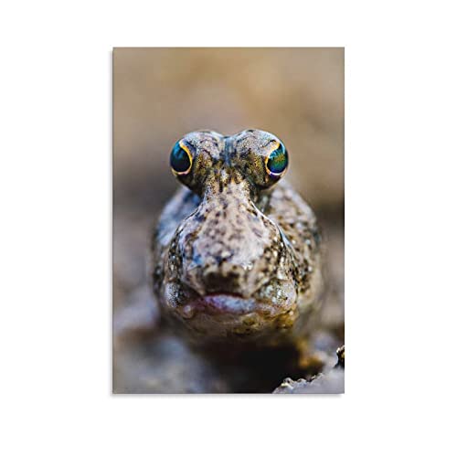 10 Best Mudskipper Gear: The Ultimate Buying Guide for Fish Lovers ...