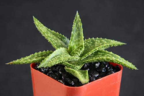 Gasteraloe - How to grow & care