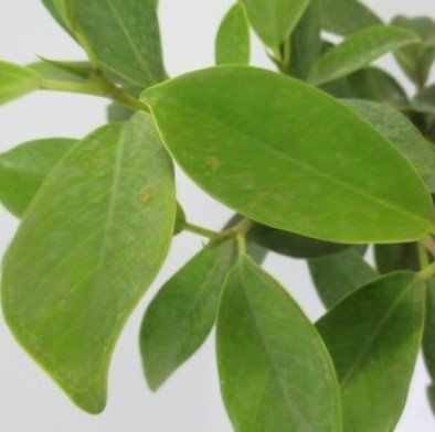 Plantsworld Ficus Panda Live Plant : Amazon.in: Garden & Outdoors