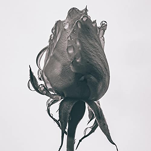 Whispers de Ste en Amazon Music Unlimited