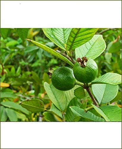 EdensField Rare Delicious Fruit Live Plant From Kerala - High Yielding ...