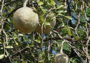 Mphmi Live Plant Nursery NCR Lives Plant Woodapple, Kavath - Plant ...