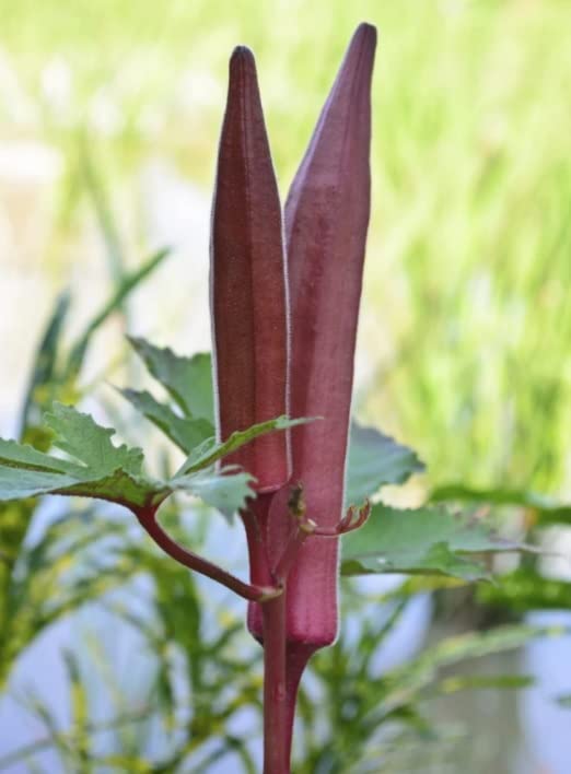 MYLAWN Red Okra/Bhindi Seeds-R180H-150Seeds : Amazon.in: Garden & Outdoors