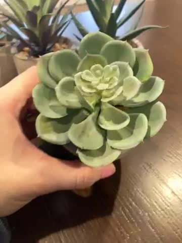 Watch They look so real! on Amazon Live