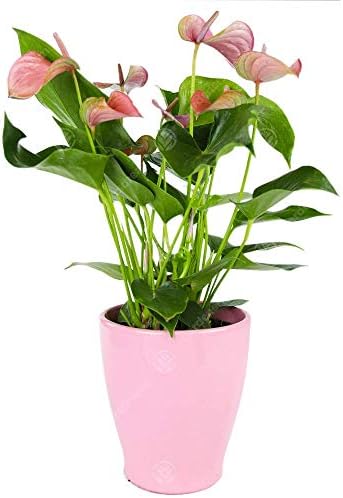 Pink Anthurium Laceleaf Colourful Indoor Flowering House Plant | 13cm ...