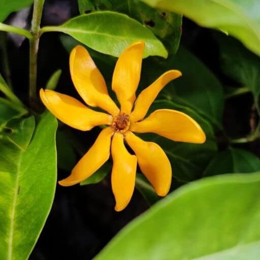 Gardenia Carinata | Golden Gardenia | Highly Fragrant Flower Shrub ...