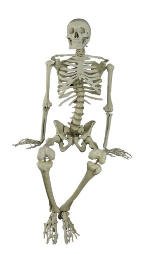Amazon.com: Bucky 4th Quality Human Skeleton : Industrial & Scientific