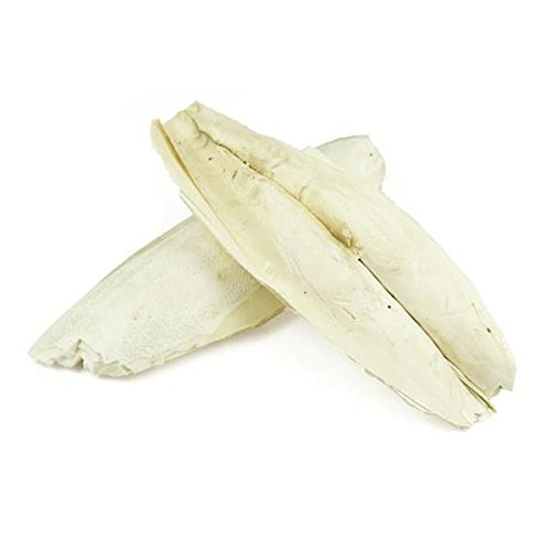 Amazon.com : Chinese sea cuttlefish cuttlebone cuttlebone in 500g ...
