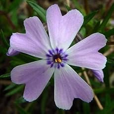 Blue Star Creeper: A Complete Guide On How To Plant, Grow & Care