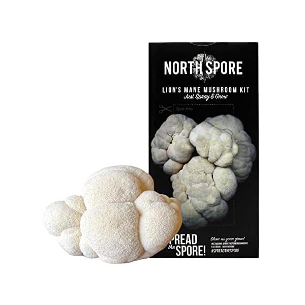 North Spore Organic Lion's Mane Mushroom Spray & Grow Kit (4 lbs ...