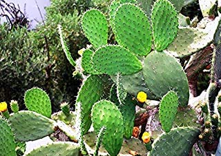 SelpLine | Naagphani/Nagfani/Nagphani Charming Cactus Live Plant ...