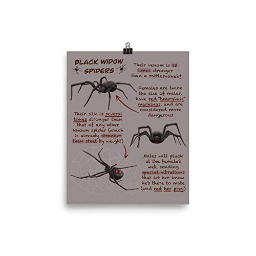 Black Widow Spider Quotes