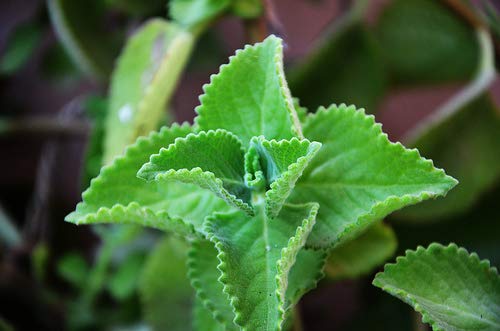 Creative Farmer Panikoorka Or Navara Panikoorka(Ajavayin) Garden Plant ...