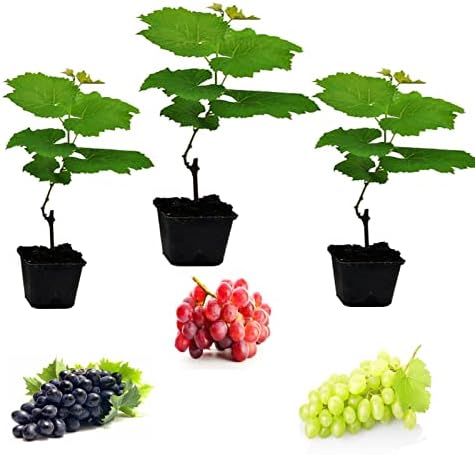 Vitis Grape Mix - 3 x Mix Collection Inc Grapes Like Bianca, Red ...
