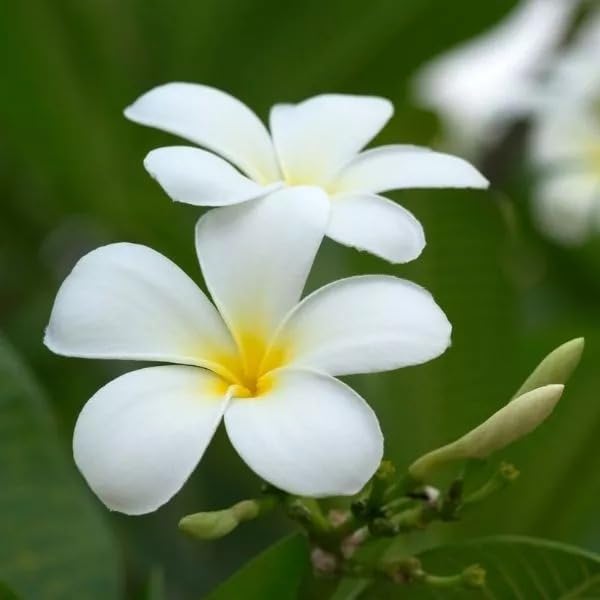 Mphmi Seedless Plant Plants Temple Tree Champa Cutting (1pc) : Amazon ...