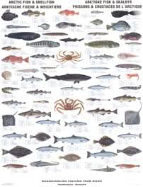 Amazon.com: Arctic Fish & Shellfish : Everything Else