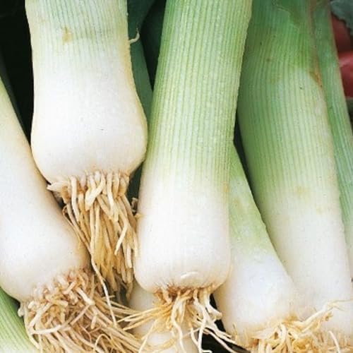 Musselburgh Leek Seeds - 300 Winter Hardy Vegetable Seeds – Suitable ...