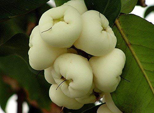 Creative Farmer White Water Apple High Yielding Hybrid Tropical Fruit ...
