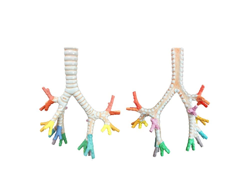 Bronchi Model
