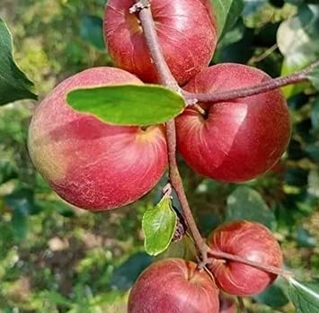 Green view "Kashmiri Red Apple Ber Jujube" Grafted hybrid - 1 Healthy ...