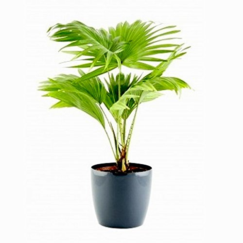 Desi Palm Live Palm, Indoor & Outdoor Ornamental Plant : Amazon.in ...