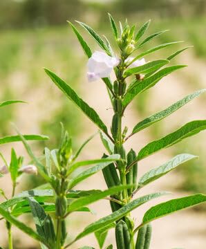 Til seeds for pooja,Til seeds for Home Planting Pack Of 1000 : Amazon ...