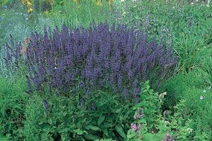 Amazon.com: Salvia (Sage) superba Blue Queen Dwarf 1,000 Seeds