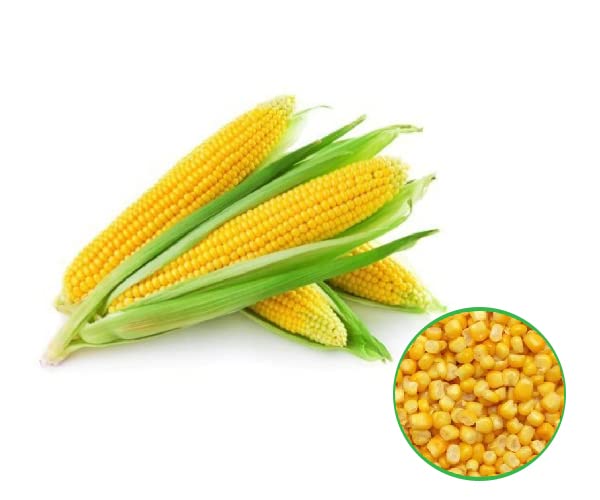 Master Green Gardening Vegetable Natural Organic HYBRID BABY CORN ...