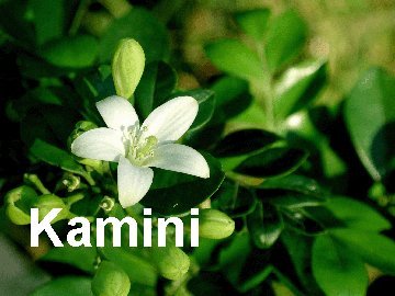 Creative Farmer Evergreen Shrub Kamini Kusum Jasmine Flower Seeds - 10 ...