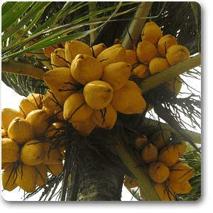 Baby Plants - Live Nariyal, Coconut Tree (Golden, Hybrid) Plant ...