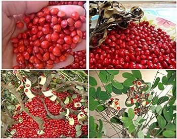 SeeGreen Red sandal wood seeds -Red Sander-Lal Chandan-Pterocarpus ...